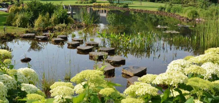 Natural pool design: a guide to embrace nature in aquatic facilities ...