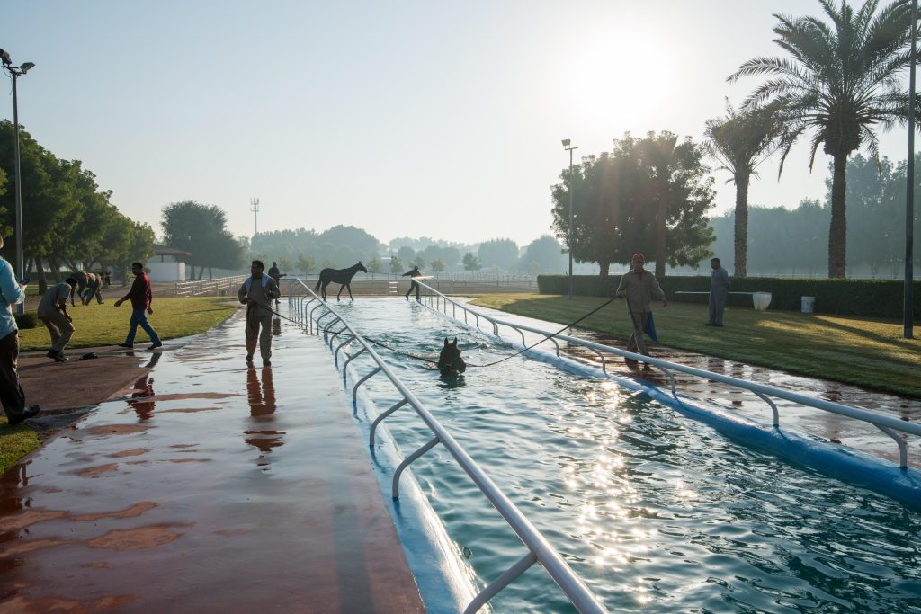 Meydan Stables Horse Pool | Fluidra